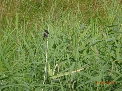 Fugletur til Fyns Hoved